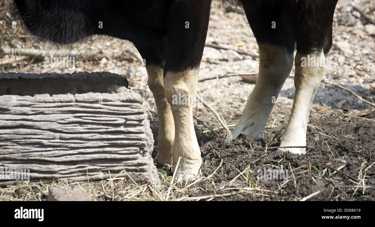 Close up shot of bull legs Stock Photo - Alamy