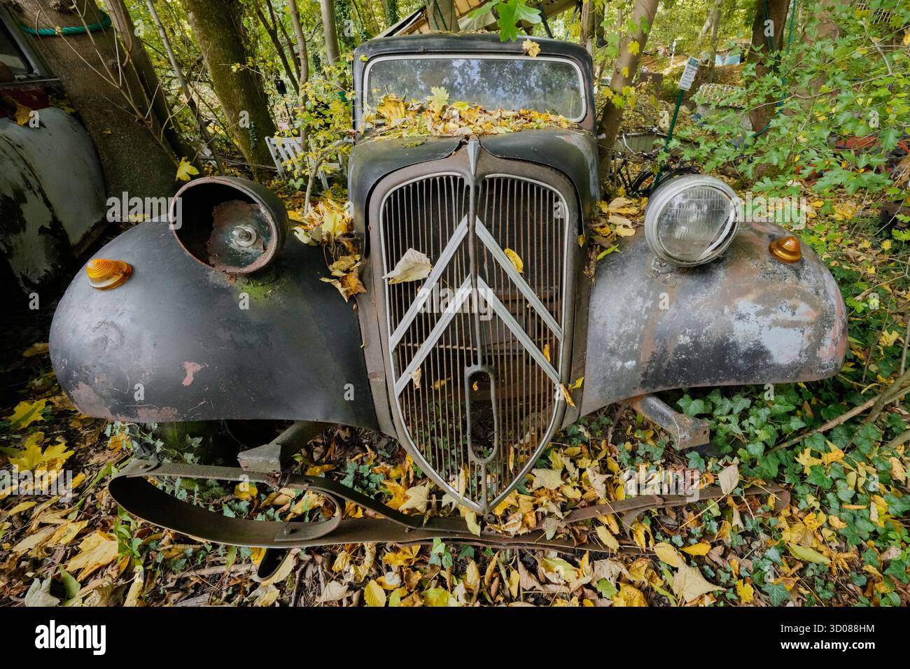 A vintage Citroen car is partially consumed by the forest inside a ...