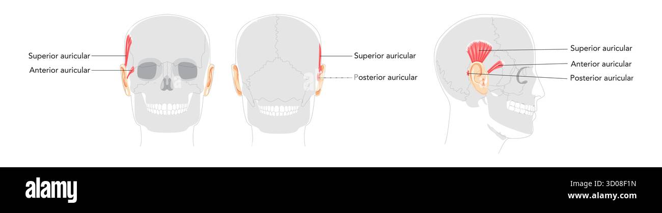 Superior Anterior auricular - Ear muscle illustrated in anatomy chart ...