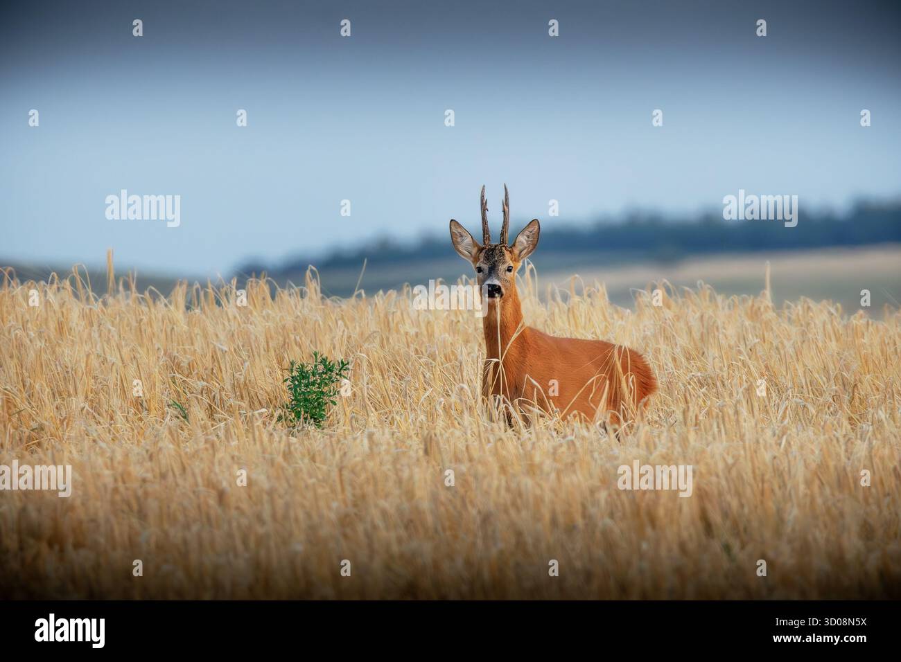 Large roe buck hi-res stock photography and images - Alamy