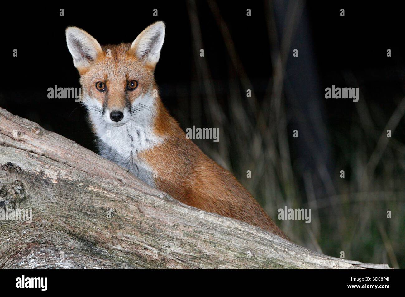 FOX (Vulpes vulpes) looking over the top of a log while foraging at ...