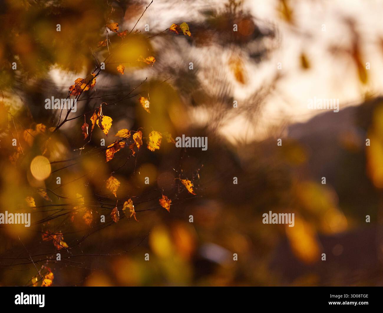 Vibrant birch leaves glowing in warm backlight during golden hour, with ...