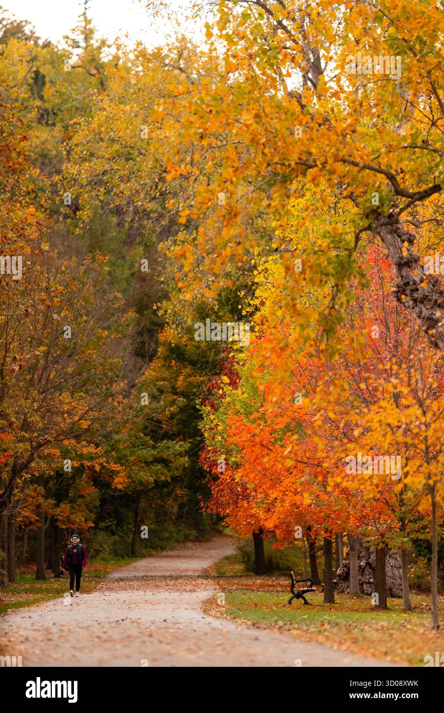 Individuals, walk, run, cycle and inline skate through city parks under ...
