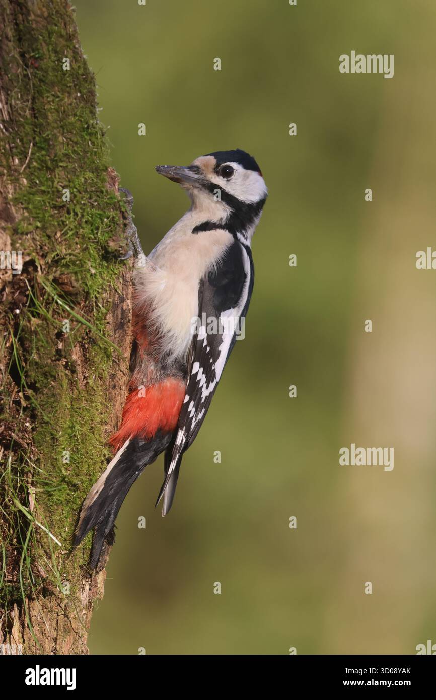 He spotted using hi-res stock photography and images - Alamy