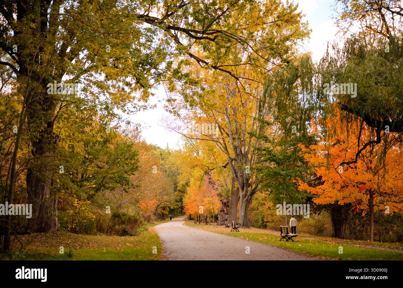 The Thames River Valley and Thames Valley Parkway lined with tall trees ...