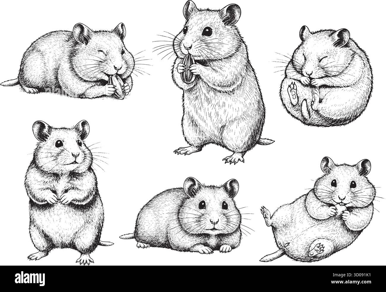 Hand drawn Hamster illustration set poses,cute and detailed sketch ...