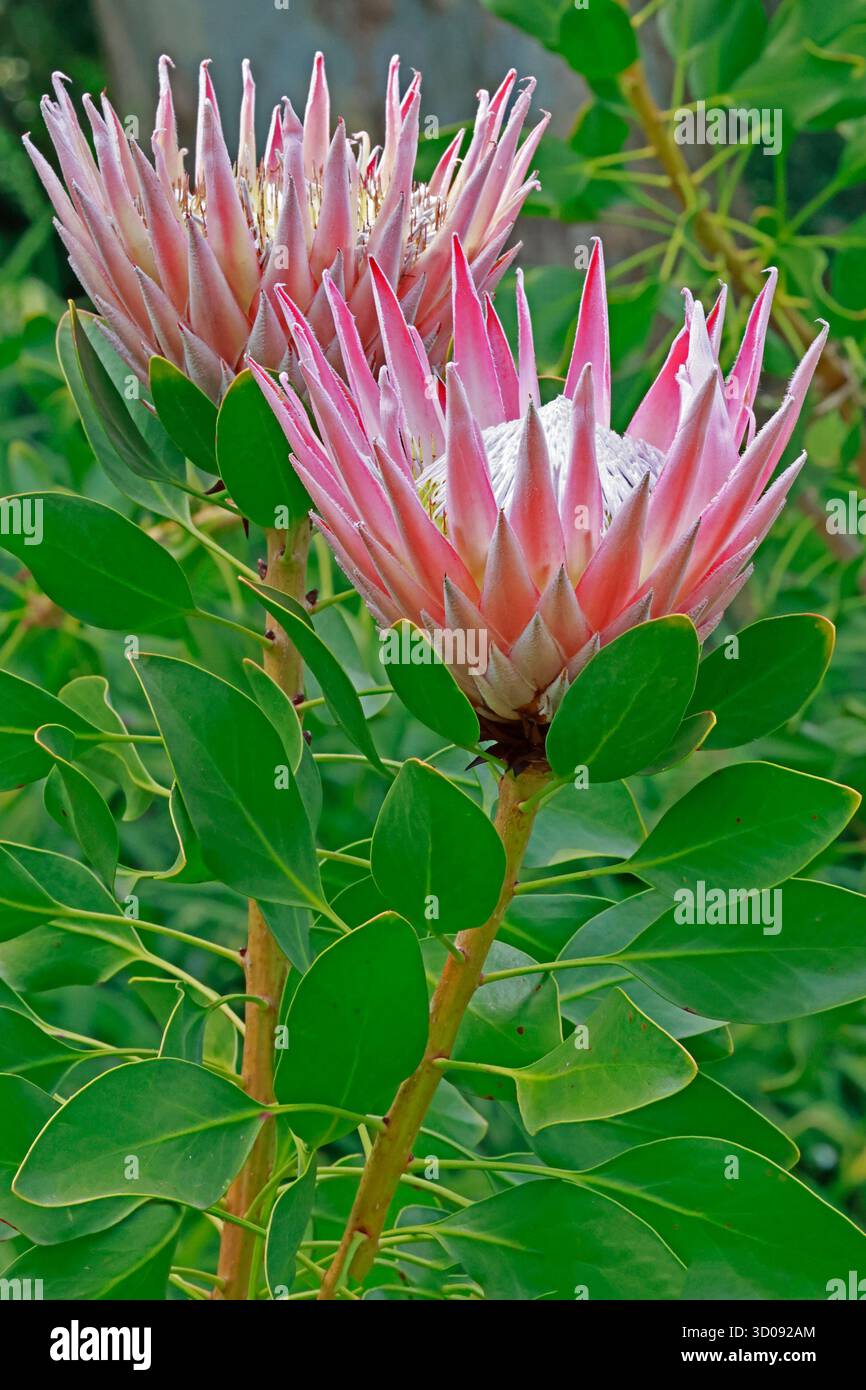Protea plants growing in the gardens at Spier Wine Farm, Stellenbosch ...