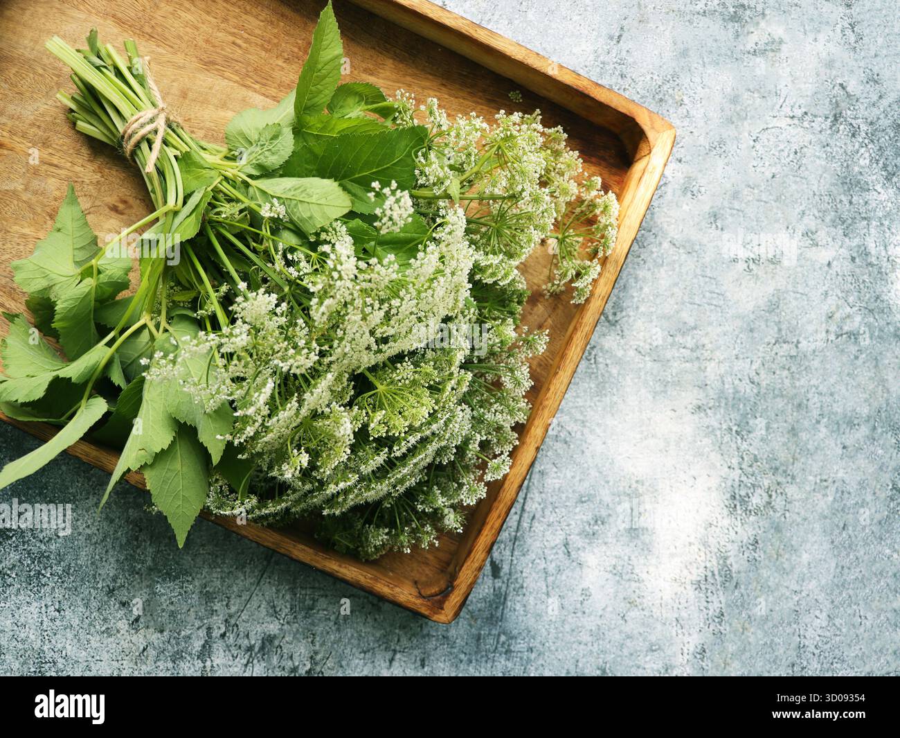 Flower of Aegopodium podagraria commonly called ground elder, bishop ...