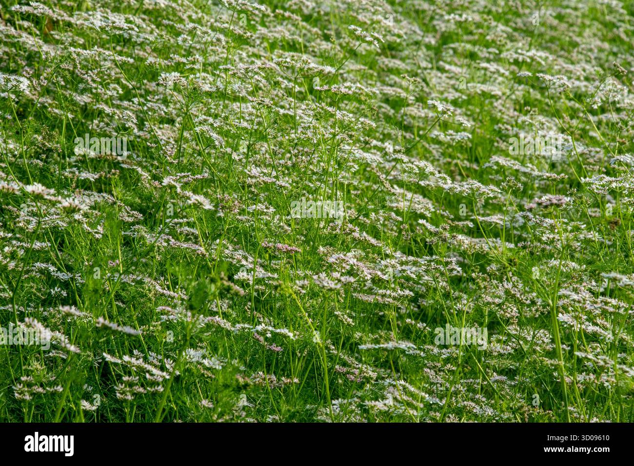 Clustered white flowers atop slender stems hi-res stock photography and ...