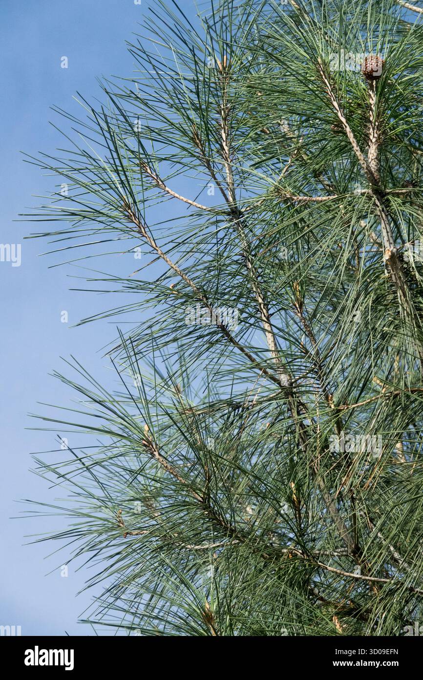 California Foothill Pine, Needles Foliage, Digger pine Cone Pinus ...