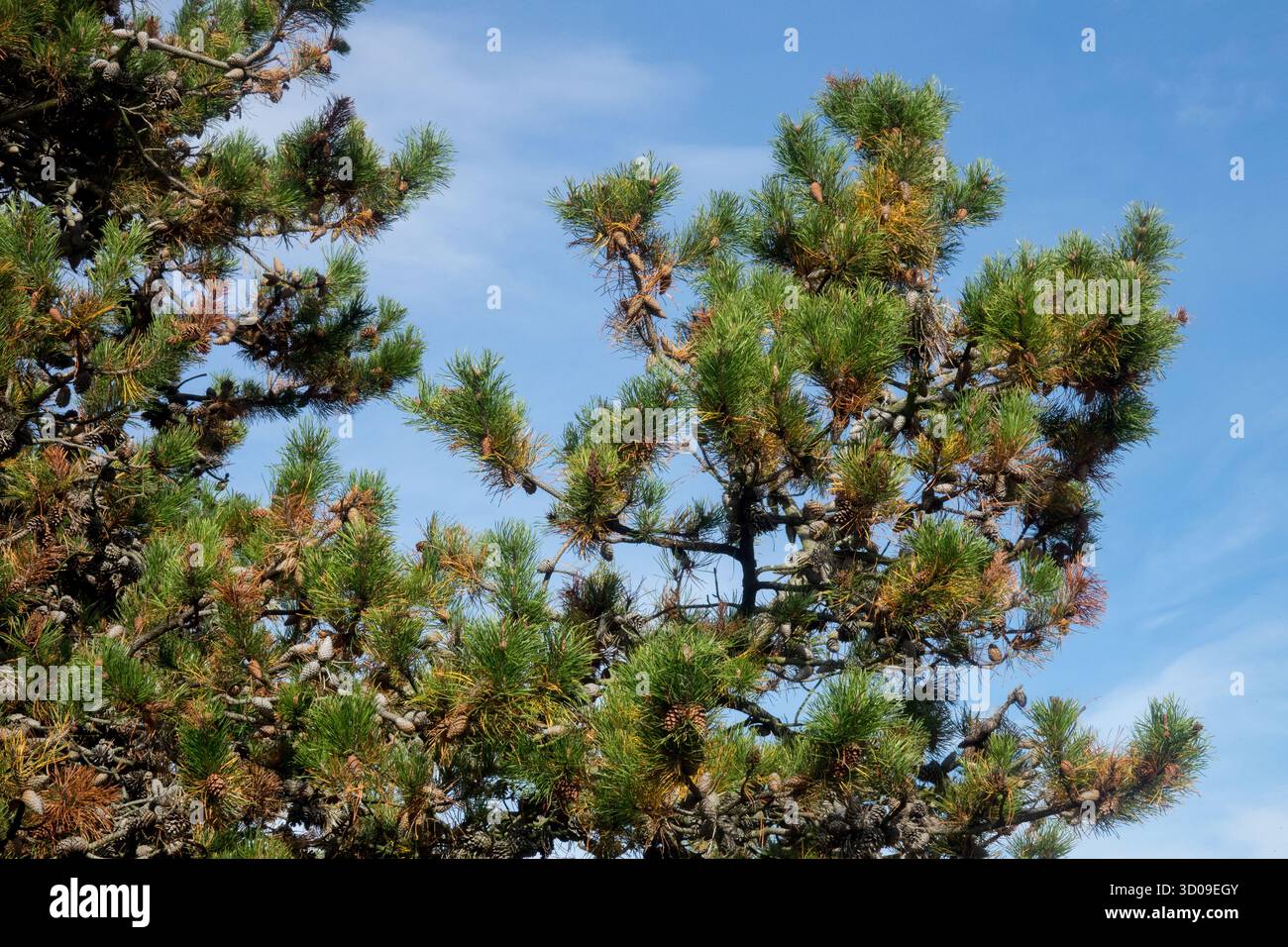 Pinus contorta Branches Stock Photo - Alamy