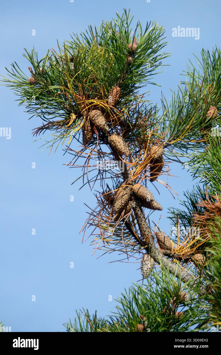 Shore pine pinus contorta contorta hi-res stock photography and images ...