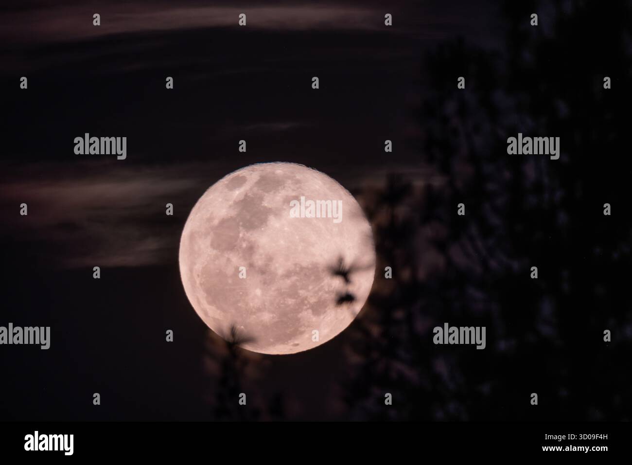 Beautiful full moon rising through tree silhouettes in dramatic night ...