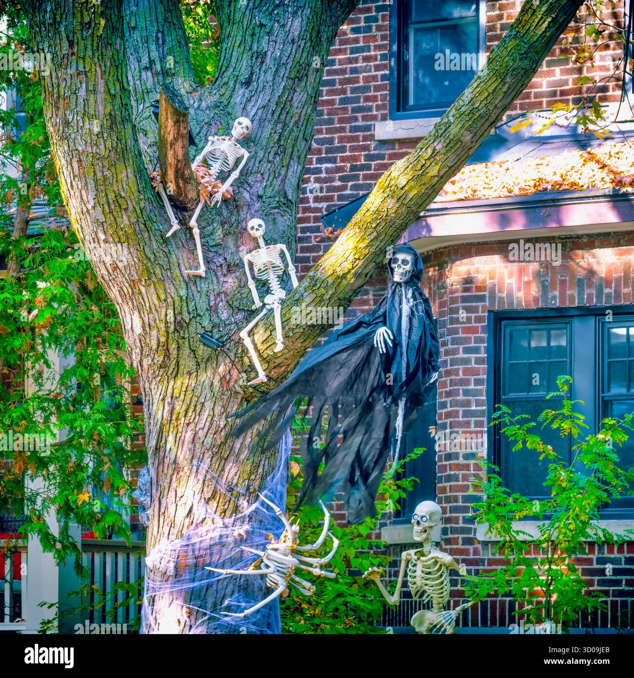 Skeletons halloween 2025 hi-res stock photography and images - Alamy