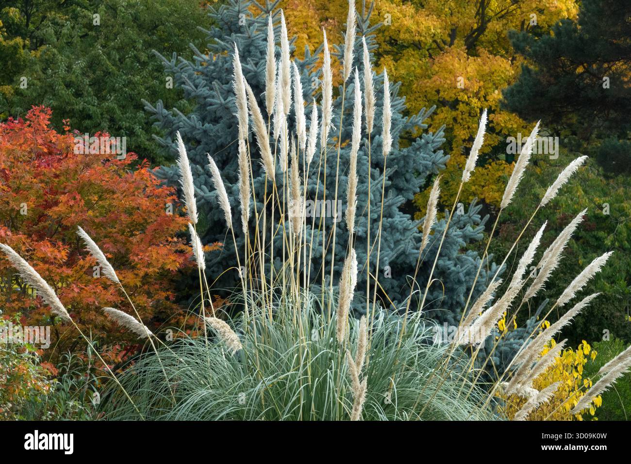Cola de Zorro Foxtail Pampas Grass Cortaderia Stock Photo - Alamy