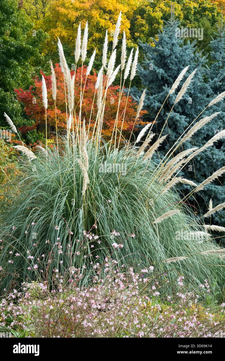 Cortaderia rudiuscula,Ornamental Grass Grasses Clump Clumps Tuft Tufted ...