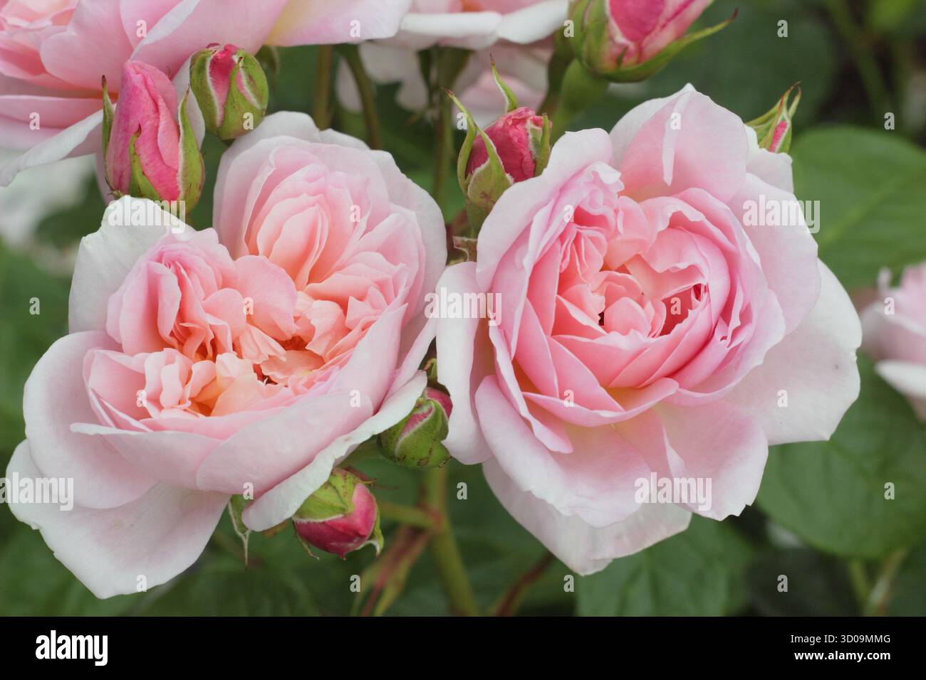 Rosa Elizabeth, clusters of fragrant blush pink blooms, bred by David ...