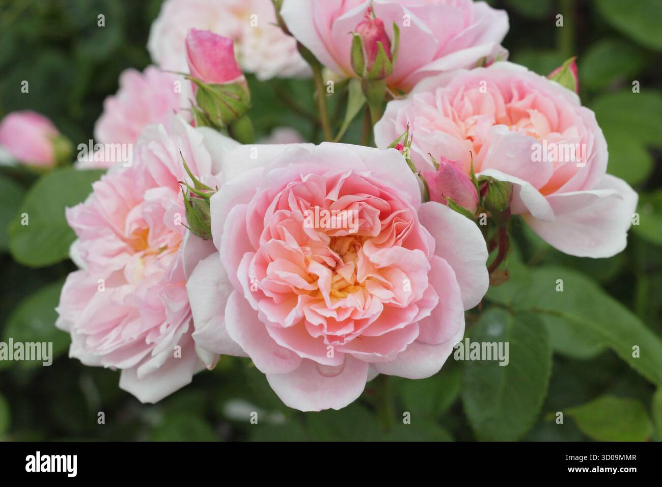 Rosa Elizabeth, clusters of fragrant blush pink blooms, bred by David ...