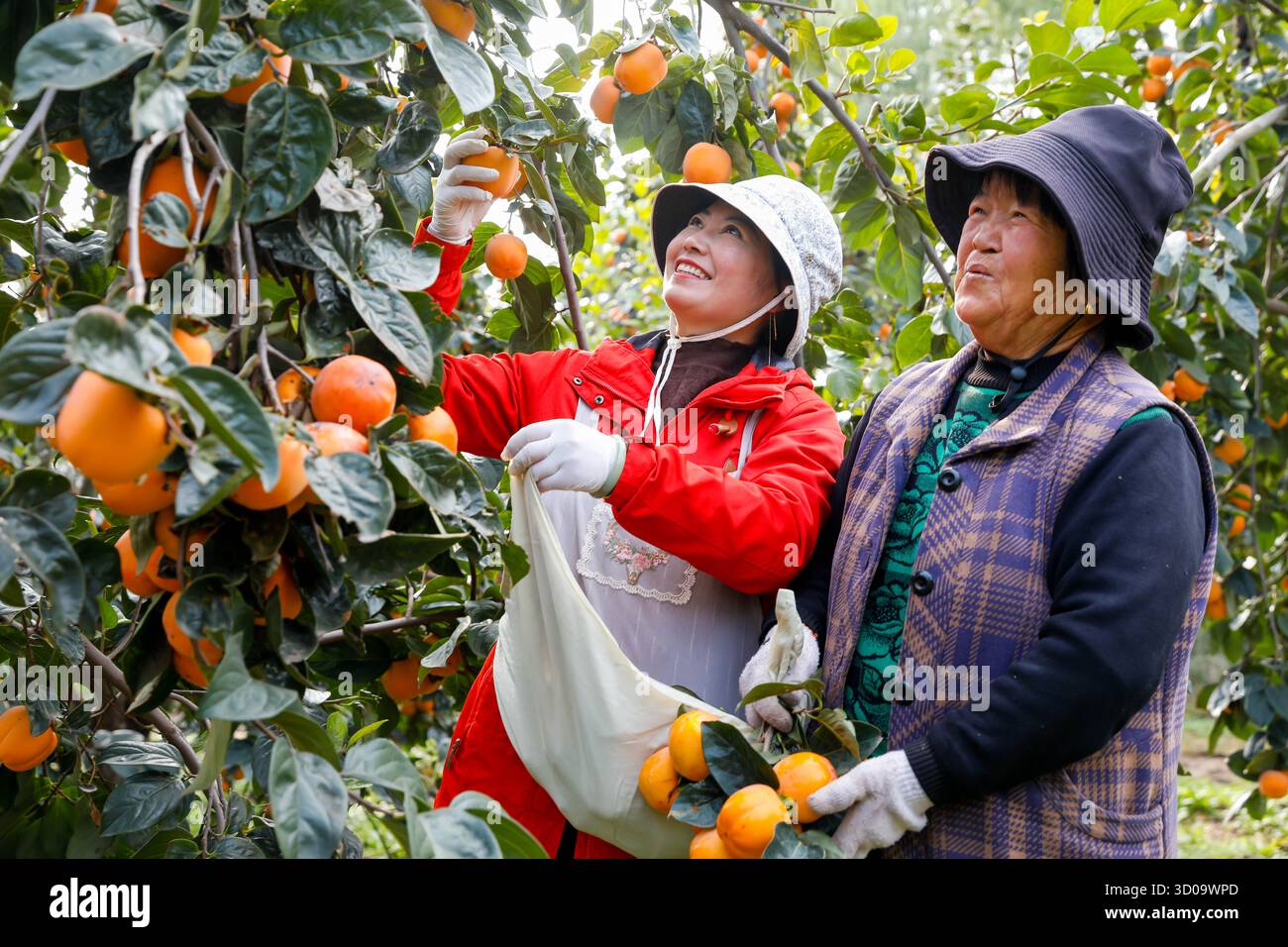 Linfeng hi-res stock photography and images - Alamy