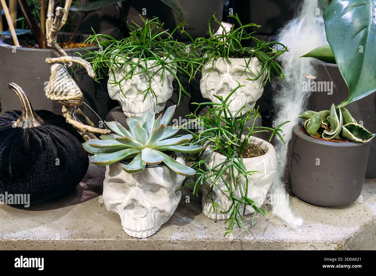 Creepyplant hi-res stock photography and images - Alamy