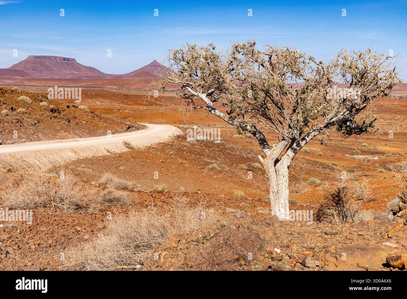 Namibia, Damaraland, Palmwag concession, basalt landscape with damara ...