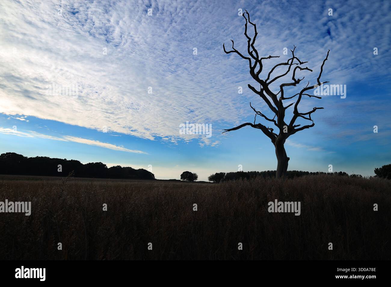Silhouette of dead tree against dramatic sky in Snape Marshes on the ...