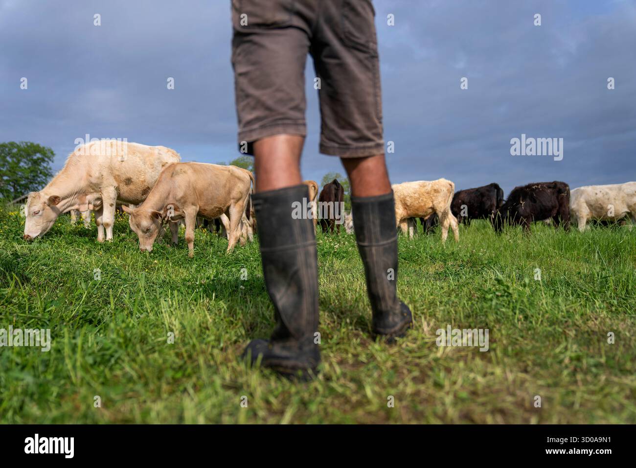 FILE - Cattle graze on a ranch in Lufkin, Texas, April 18, 2023. (AP Photo/David Goldman, File ...
