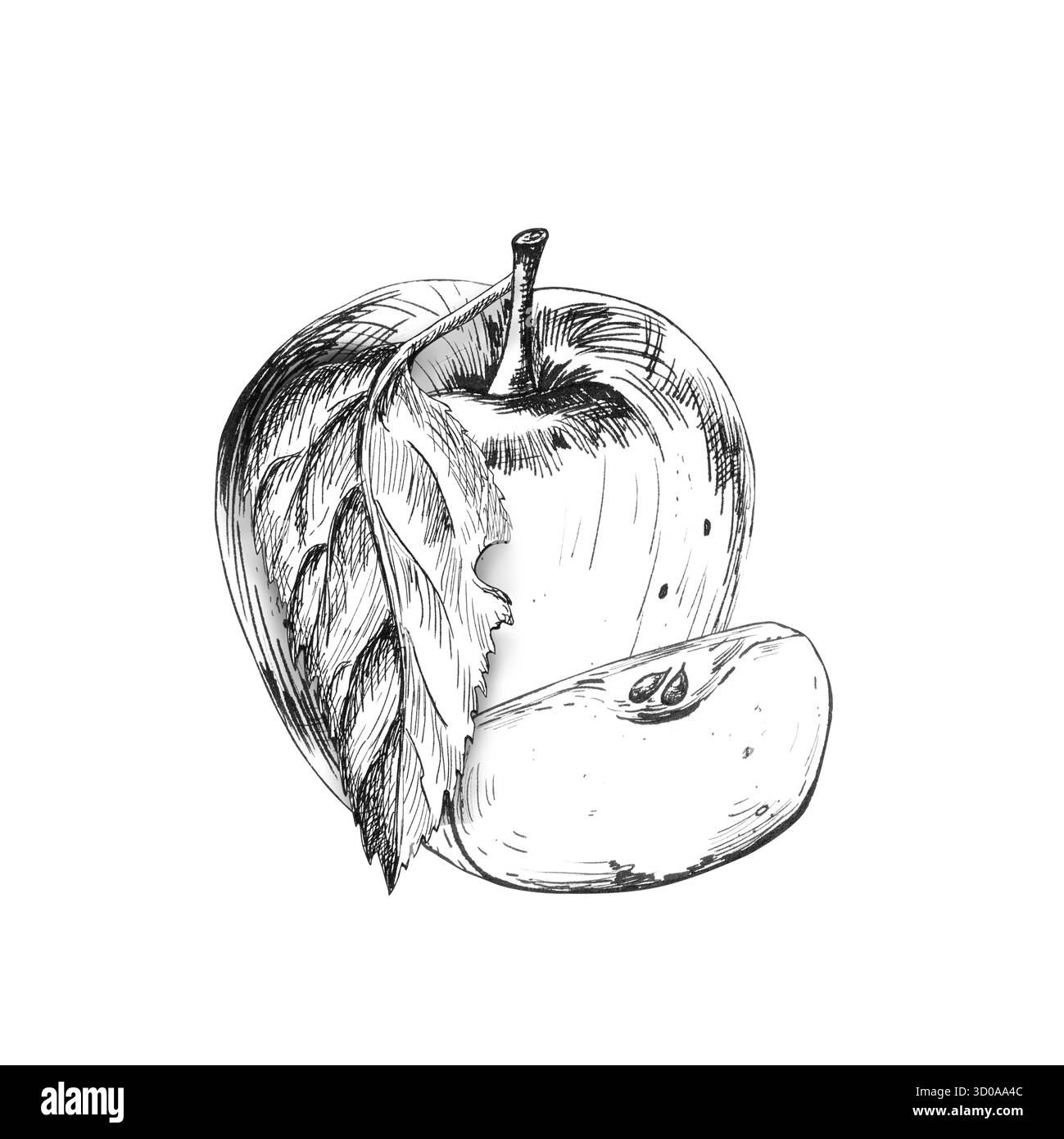 Illustration apple slice hand Black and White Stock Photos & Images - Alamy