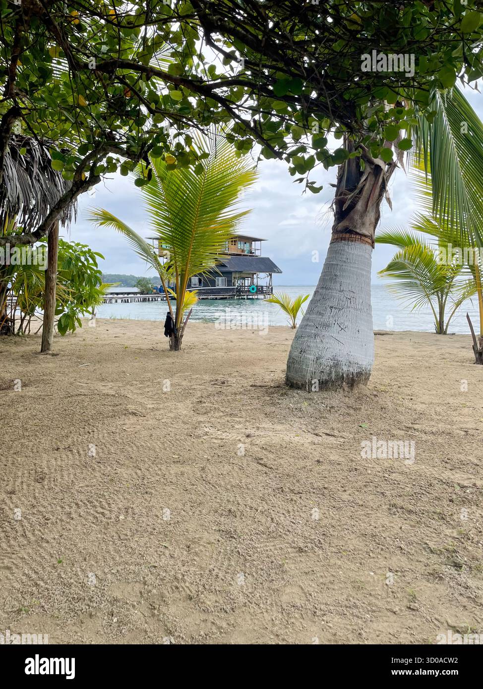 Green palms grow near house hi-res stock photography and images - Alamy