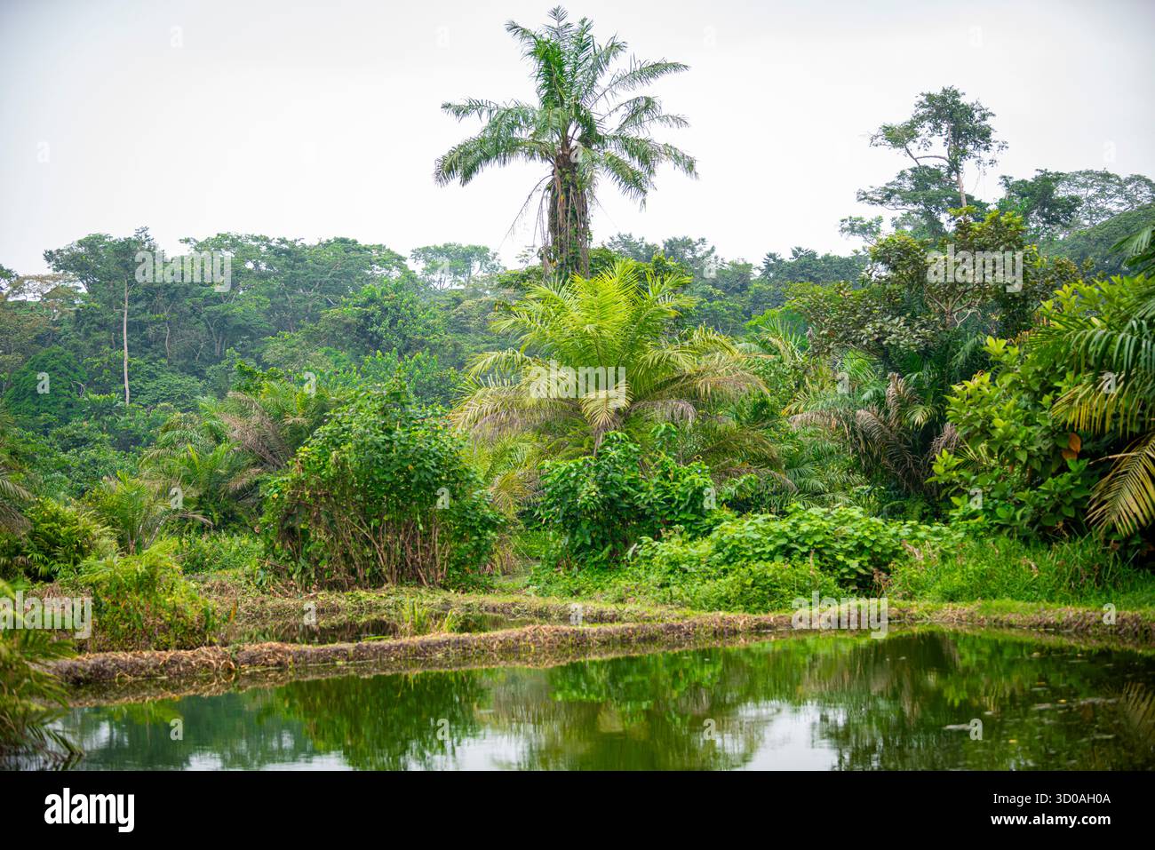 femme autochtones de village monkoto, RDC Stock Photo - Alamy