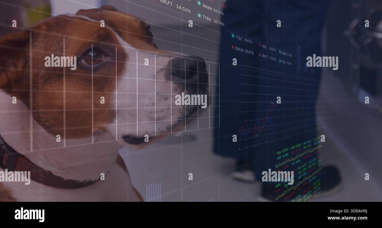 Sitting terrier-type dog wearing collar facing monitor in office with ...