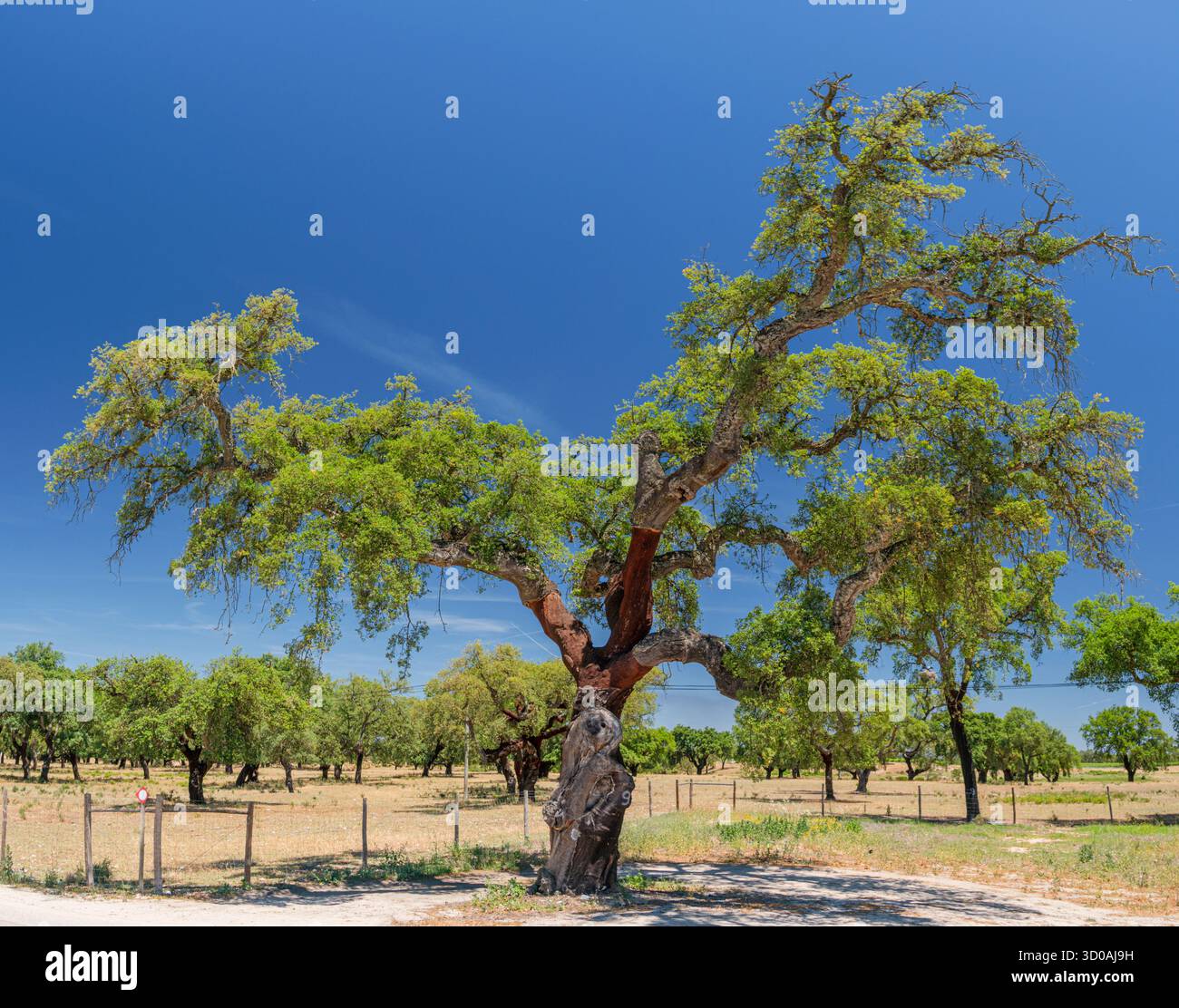Cork oak trees farm. Oak trunk is freshly stripped, revealing its ...