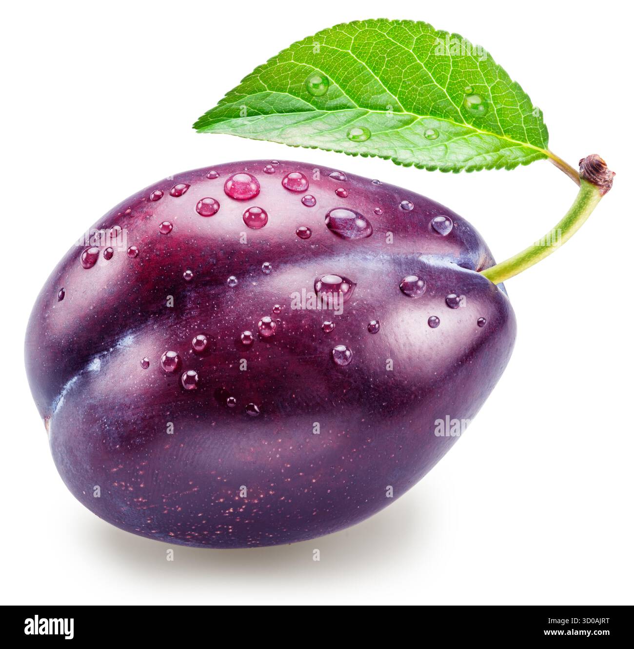 Prune plum, covered with water drops, and green plum leaf on white ...