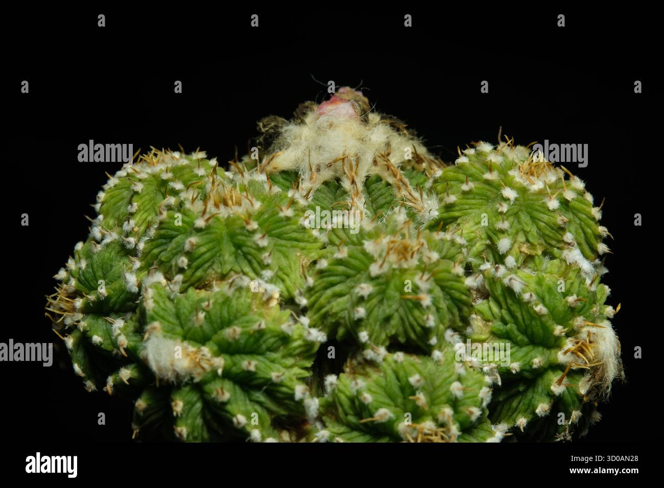 Aztekium ritteri clumps cactus plant. Isolated on black background ...