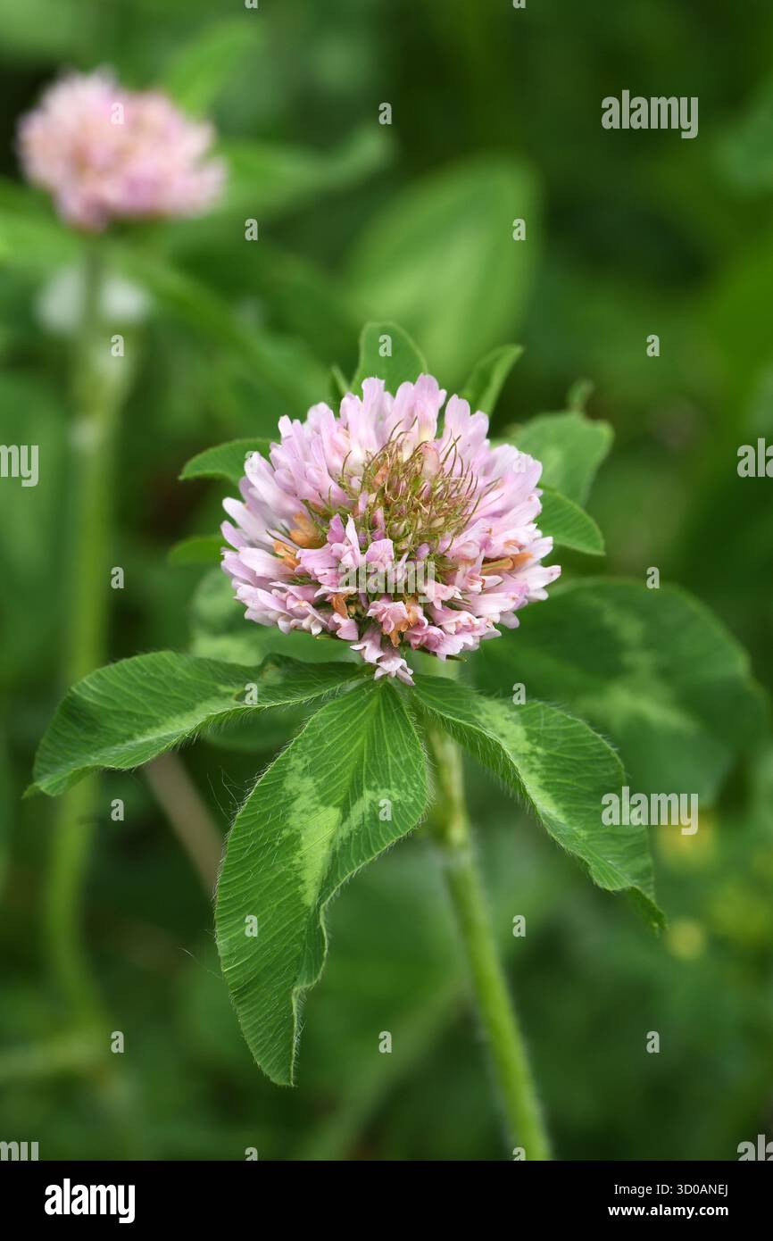 Trifolium pratense pink clover hi-res stock photography and images - Alamy