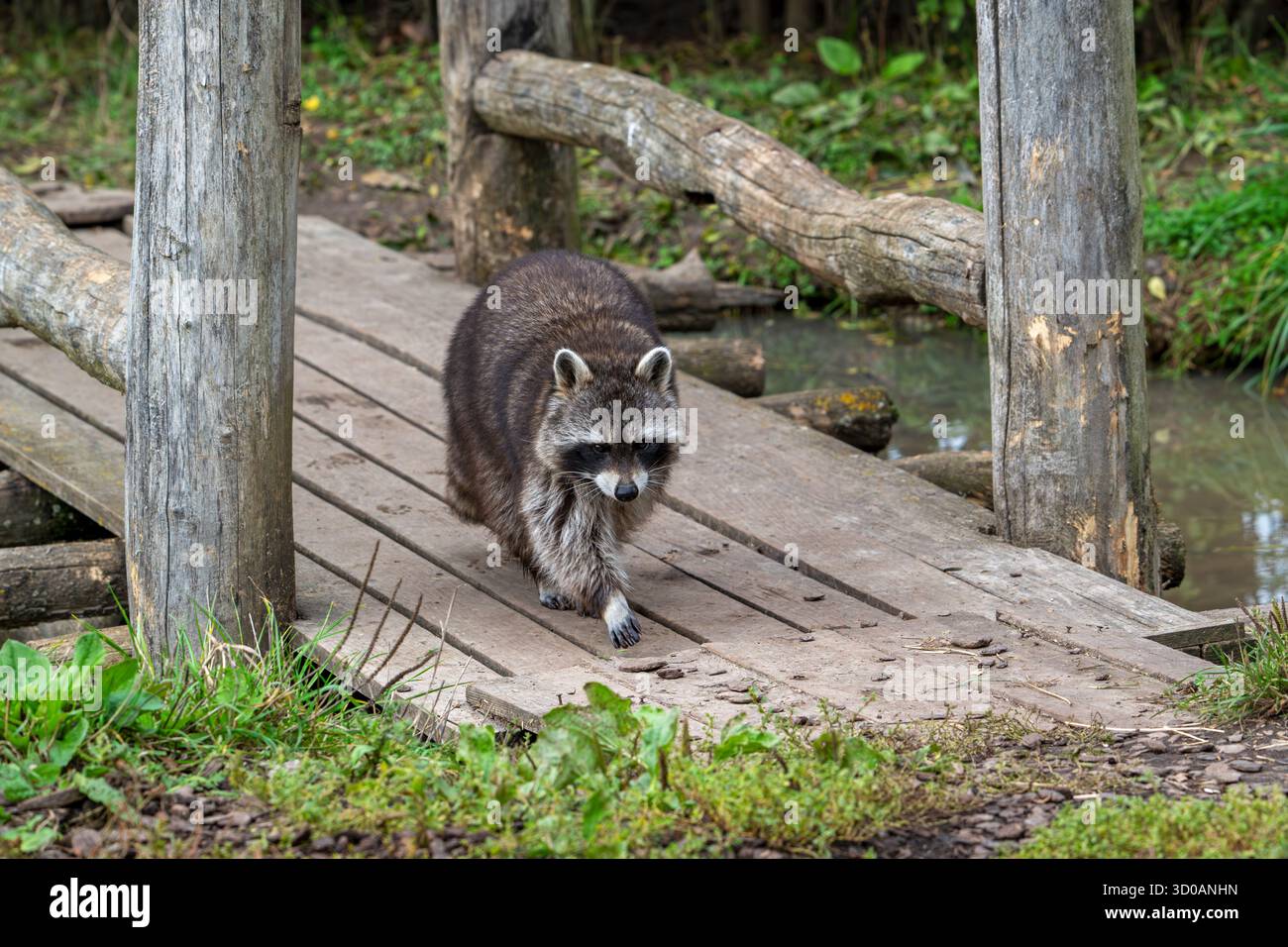 Common raccoon / North American racoon (Procyon lotor) walking over ...