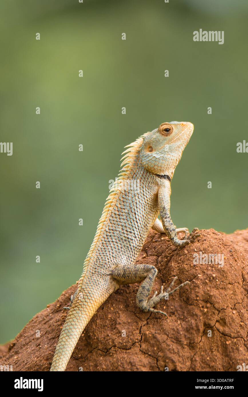 Oriental Garden Lizard on Mud Mound Stock Photo - Alamy