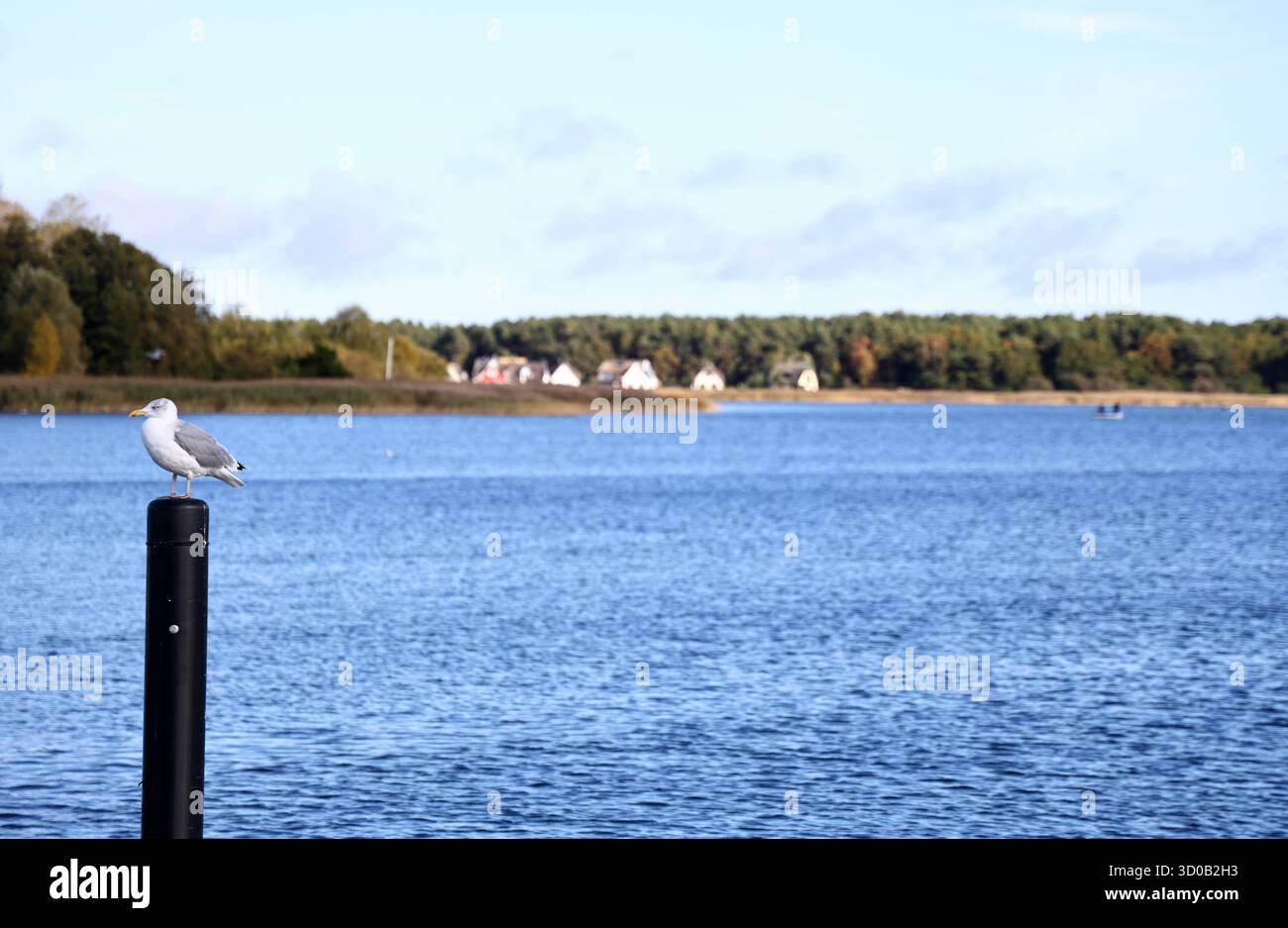 Insel Ruegen 12.10.2025, Breege auf Ruegen, eine Silbermoewe Larus ...