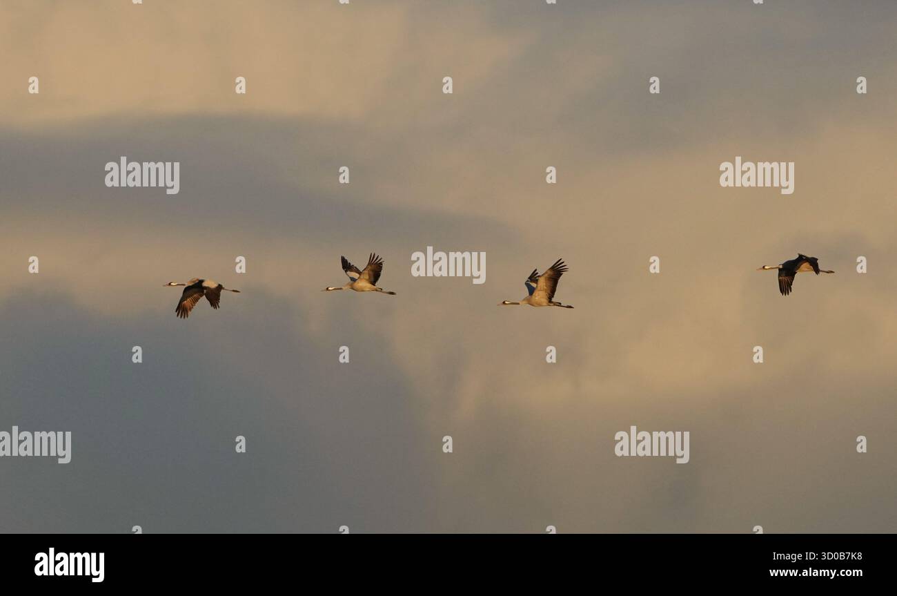Anklam, Germany. 14th Oct, 2025. 14.10.2025, Anklam. Cranes (Grus grus ...