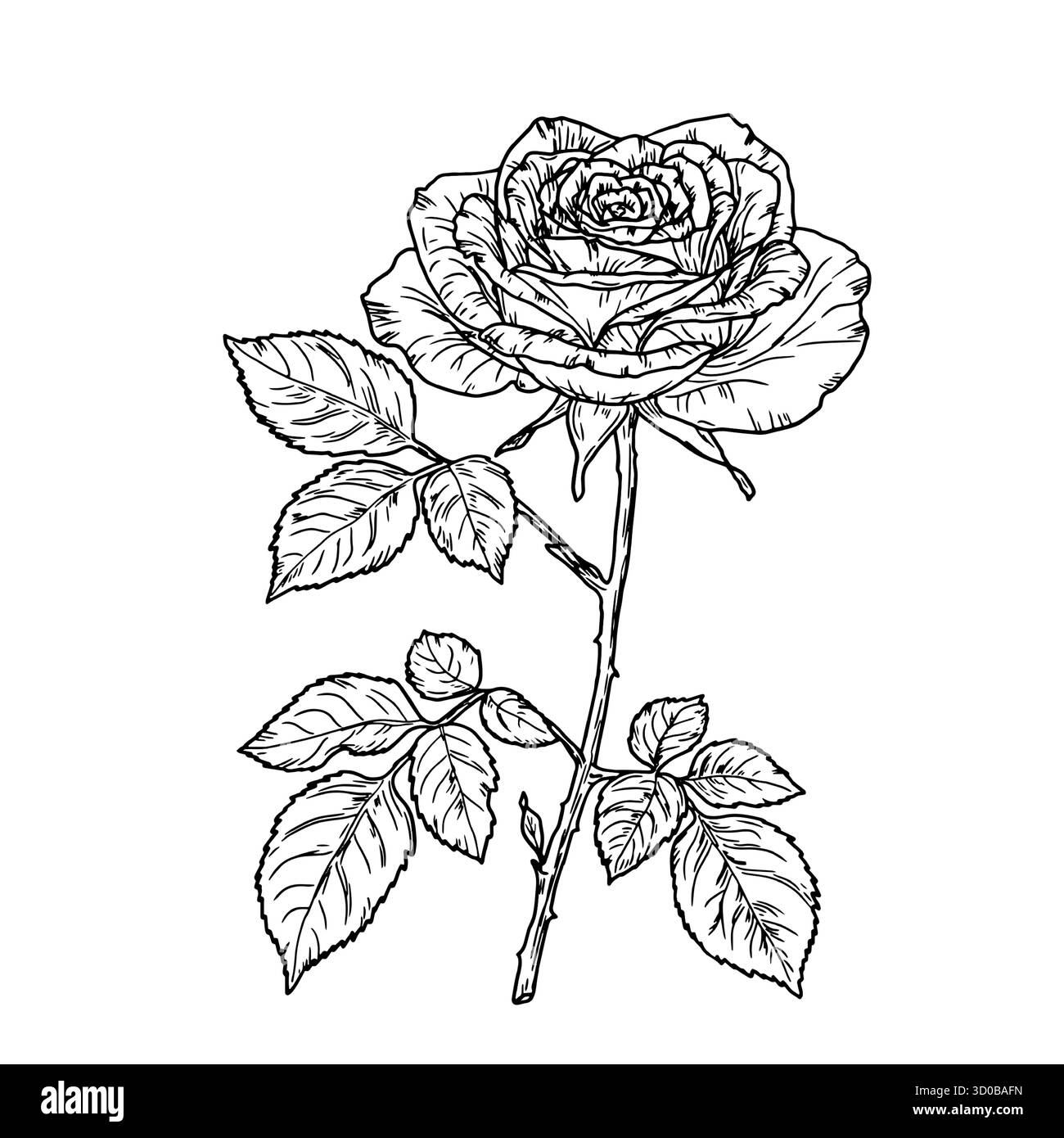 Lush white peony flower Stock Vector Images - Alamy