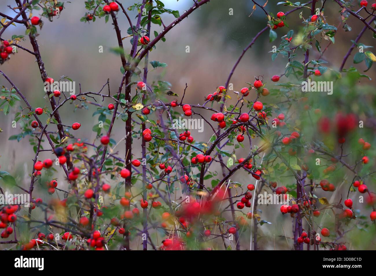 Herbst 22.10.2025, Straussfurt, reife Hagebutten an einem Strauch der ...