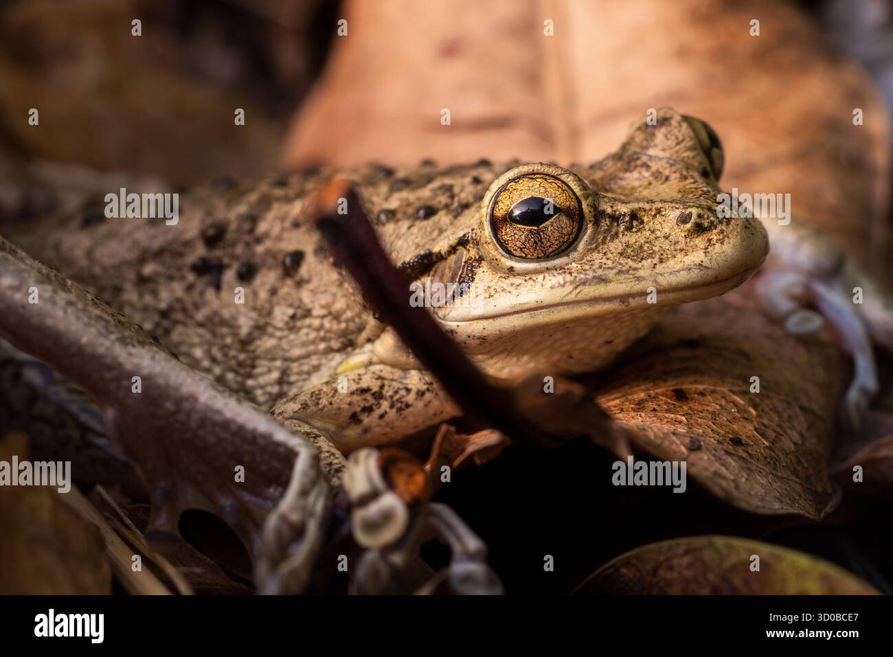Detailed frog skin hi-res stock photography and images - Alamy