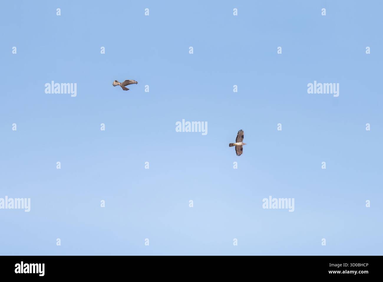 Two European honey buzzards gliding gracefully in the sky with extended ...