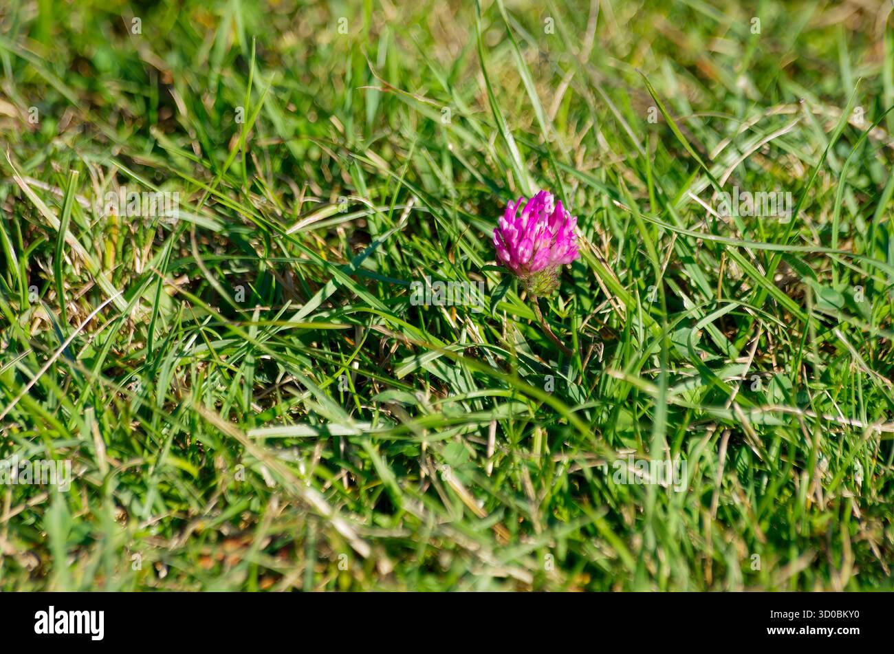 Wiesenklee, auch Rotklee auf einer Wiese Die rote Blüte des Wiesenklees ...
