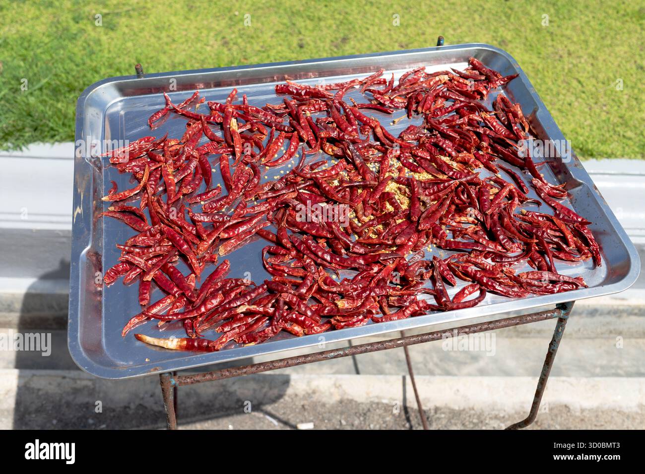 Red chili peppers drying in the sun on metal tray. Food preservation ...
