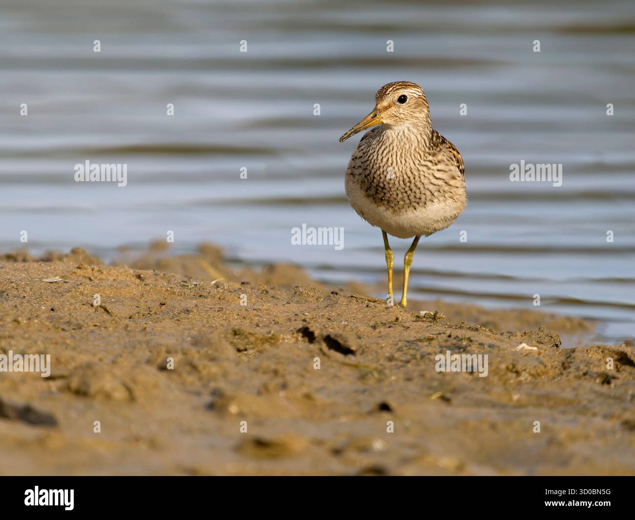 Pectoral sandpiper, Calidris melanotos, single bird by water ...