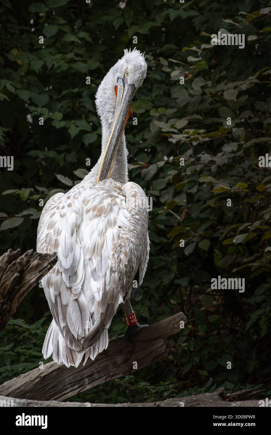 Beautiful big Pelican (Pelecanus crispus) near lake Stock Photo - Alamy