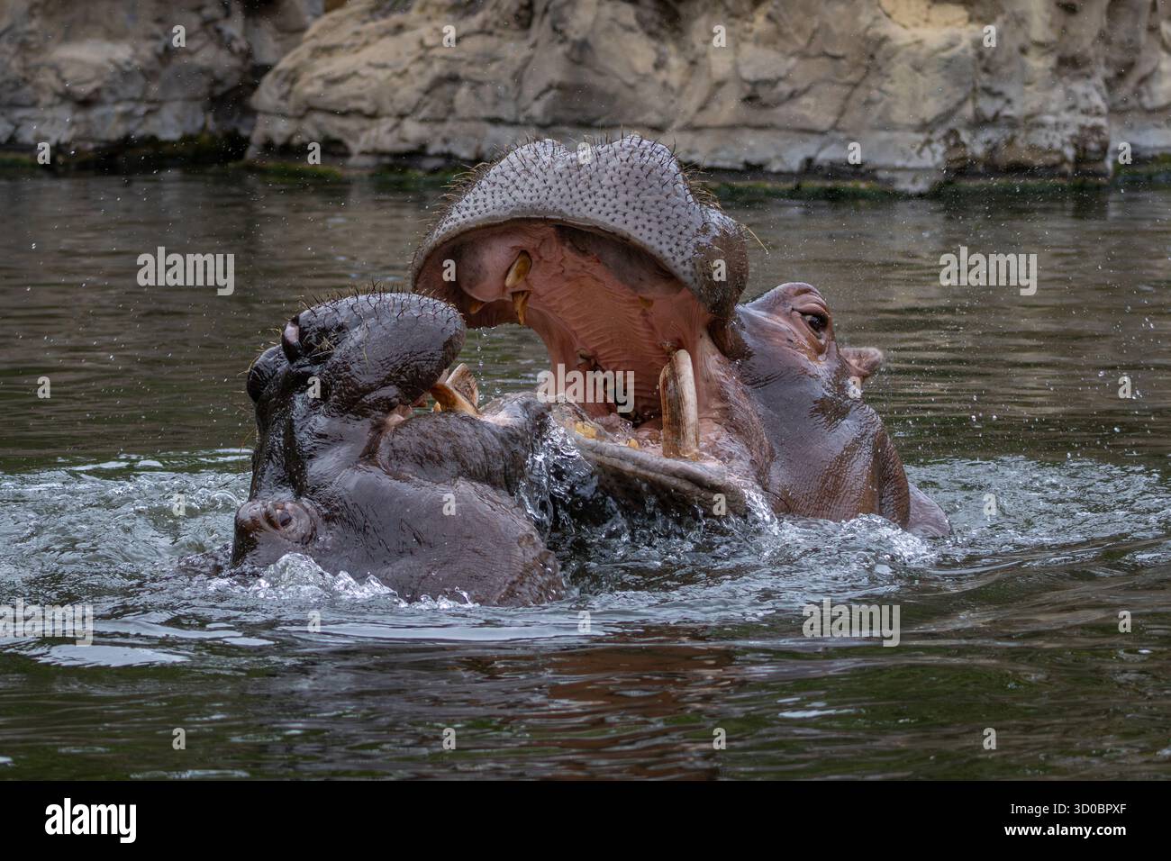 Fighting hippos hippopotamus amphibius hi-res stock photography and ...