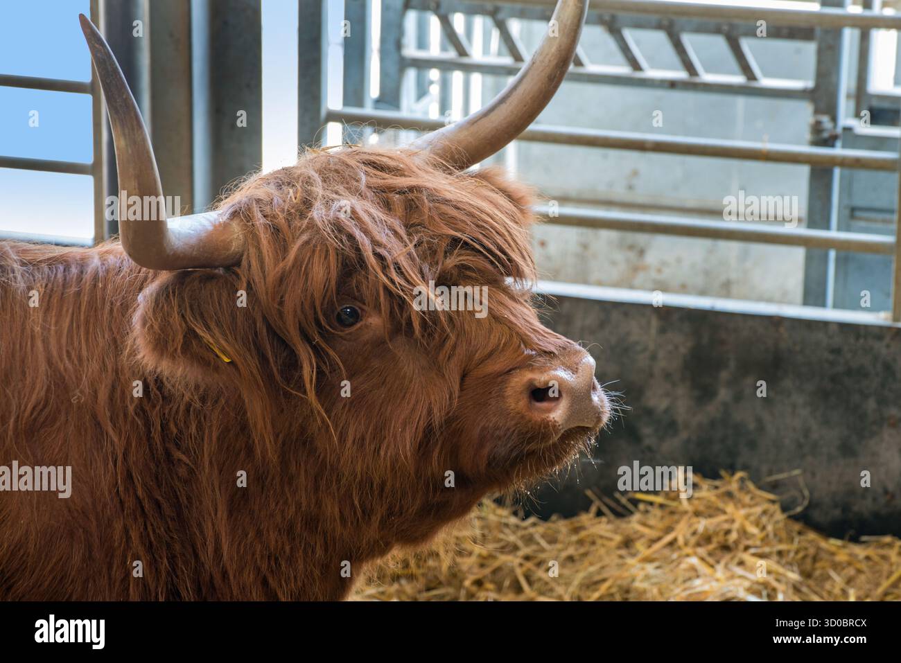 Highland Cow (Bos taurus taurus) in a barn Stock Photo - Alamy