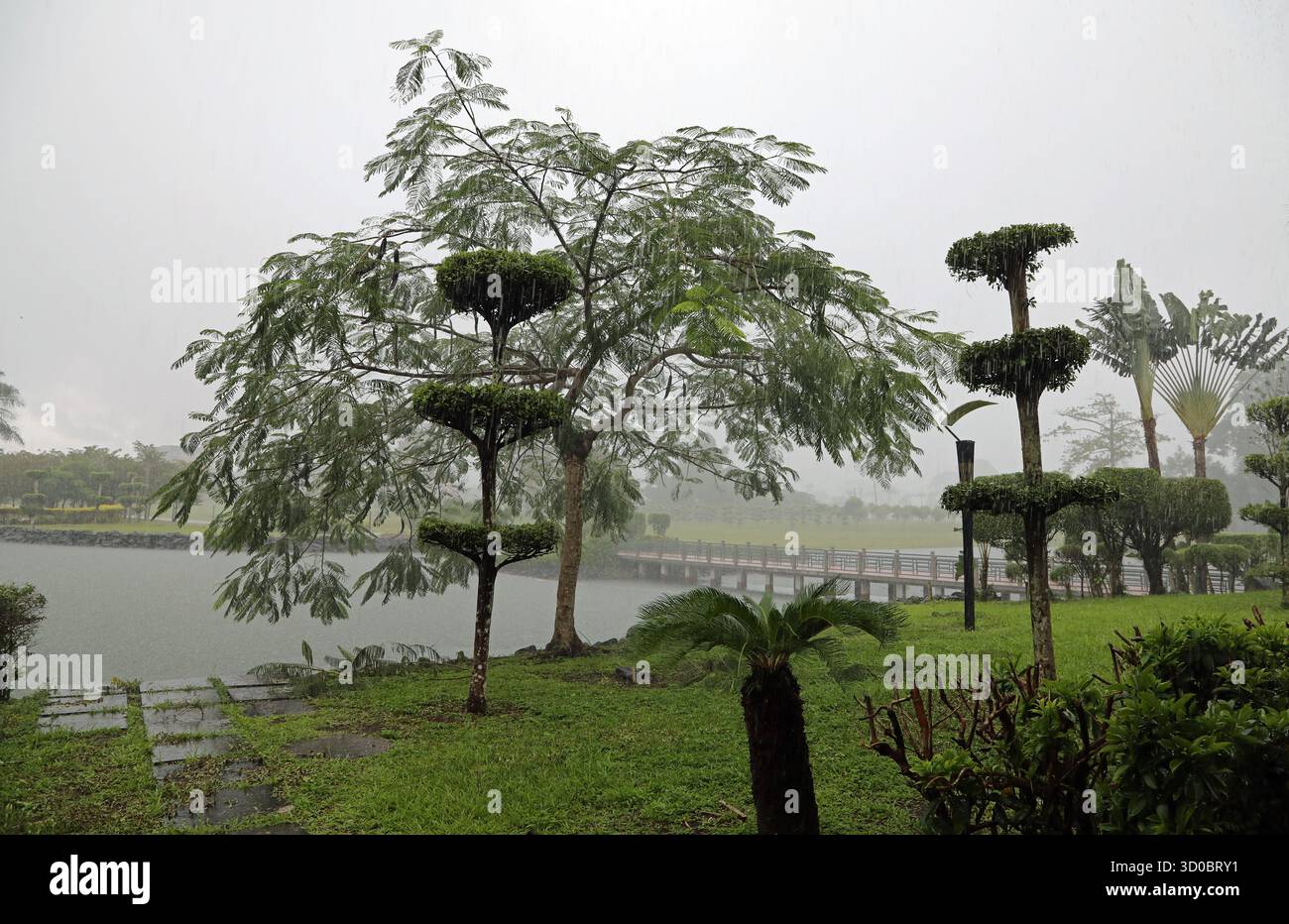 Malabo National Park in the rainy season Stock Photo - Alamy